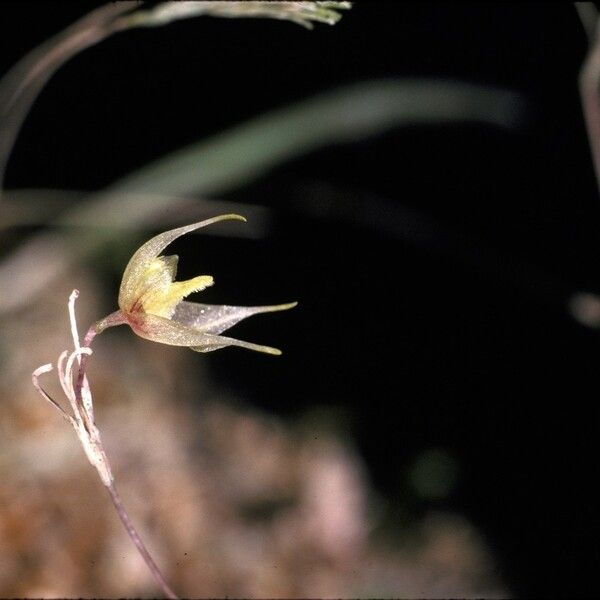 Muscarella Semperflorens Care Guide: Water, Soil & Propagation - Plantiary