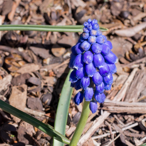 Armenian Grape Hyacinth (Muscari Armeniacum) Plant Care & How to Grow, Water