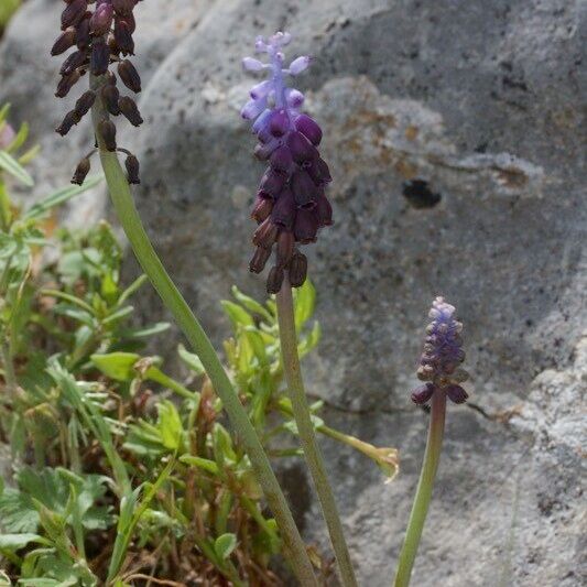 Muscari (Muscari Atlanticum) Plant Care & How to Grow, Water