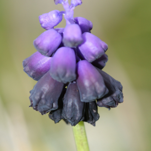 Dark Grape-Hyacinth (Muscari Commutatum) Plant Care & How to Grow, Water