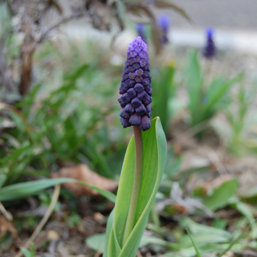 Broad-leaved Grape Hyacinth (Muscari Latifolium) Plant Care & How to ...
