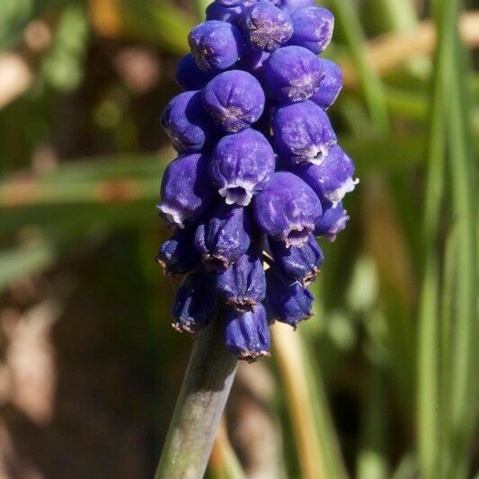 Grape Hyacinth (Muscari Motelayi) Plant Care & How to Grow, Water
