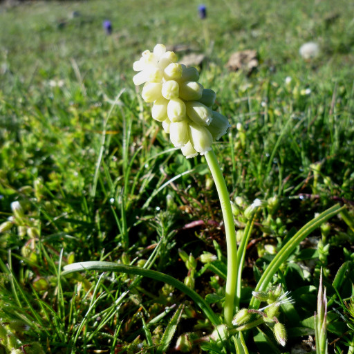 Starch Grape Hyacinth (Muscari Neglectum) Plant Care & How to Grow, Water