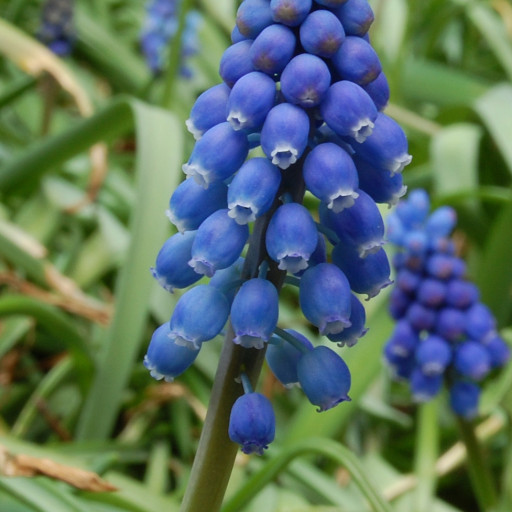 Grape Hyacinths (Muscari) Plant Care & How to Grow, Water