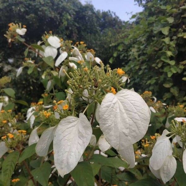 Wild Mussaenda (Mussaenda Erosa) Plant Care & How to Grow, Water