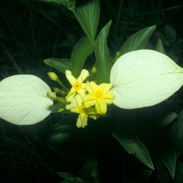 Mussaenda Incana Care Guide: Water, Soil & Propagation - Plantiary