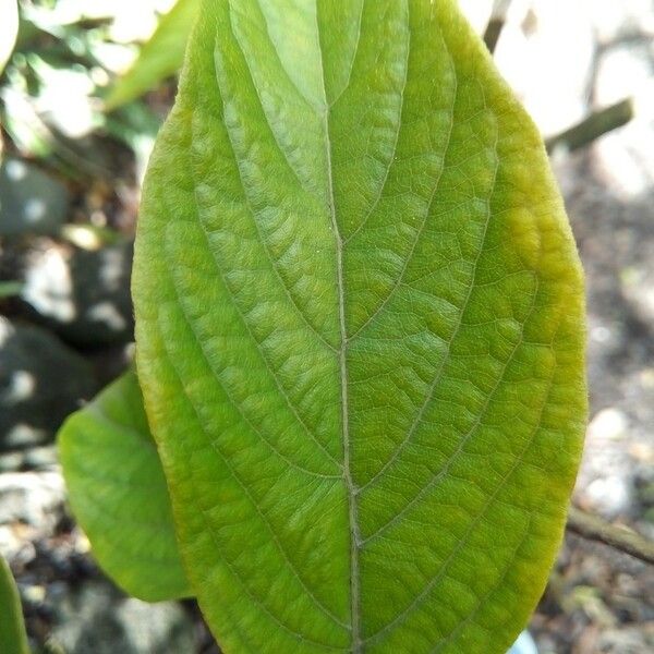 Mussaenda Landia Care Guide: Water, Soil & Propagation - Plantiary