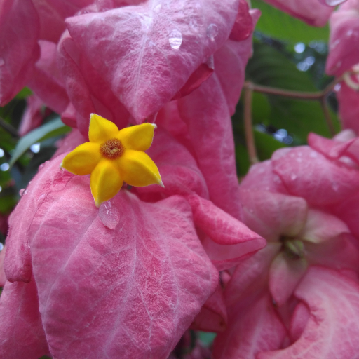 Philippine Mussaenda (Mussaenda Philippica) Plant Care & How to Grow, Water