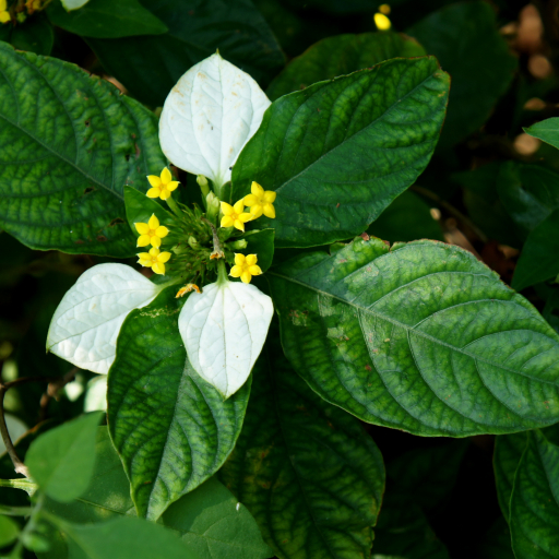 Buddha's Lamp (Mussaenda Pubescens) Plant Care & How to Grow, Water