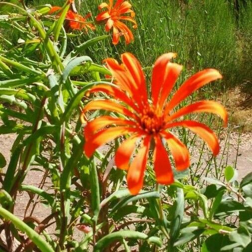 Texas Paintbrush (Castilleja Indivisa) Plant Care & How to Grow, Water