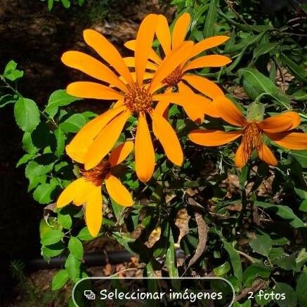 Mutisia Coccinea Plant Care & How to Grow, Water