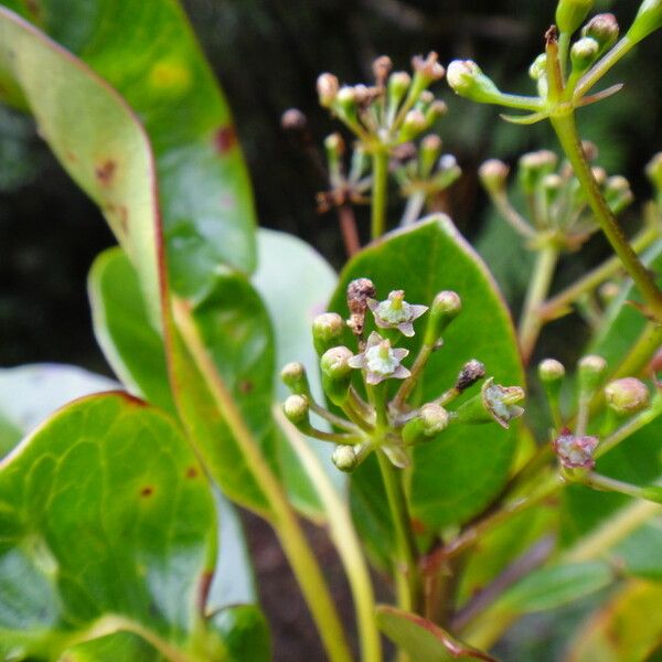 Myodocarpus Gracilis Care Guide: Water, Soil & Propagation - Plantiary