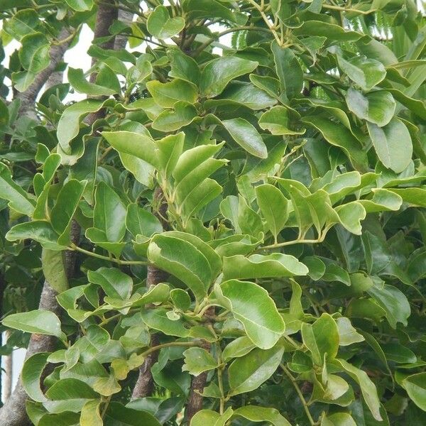 Myodocarpus Pinnatus Care Guide: Water, Soil & Propagation - Plantiary