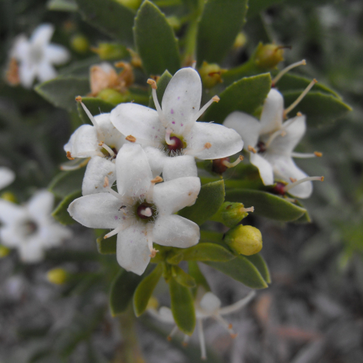 Dwarf Native-Myrtle (Myoporum Parvifolium) Plant Care & How to Grow, Water