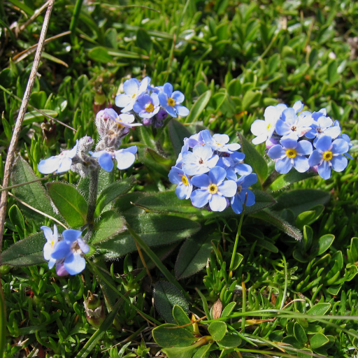 Alpine Forget-Me-Not (Myosotis Alpestris) Plant Care & How to Grow, Water
