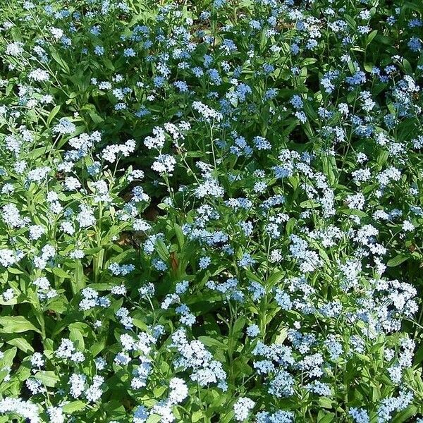 Asian Forget-me-not (Myosotis Asiatica) Plant Care & How to Grow, Water