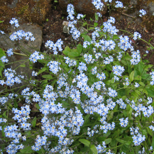 Teigue's Flower (Myosotis Decumbens) Care Guide: Water, Soil ...