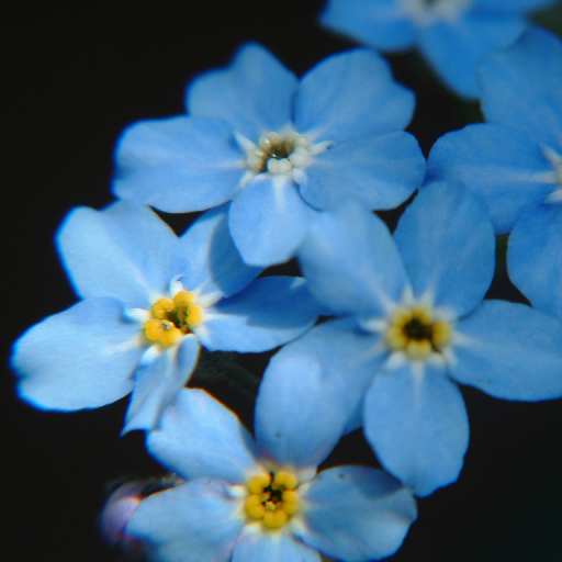 Broadleaf Forget-me-not (Myosotis Latifolia) Plant Care & How to Grow, Water
