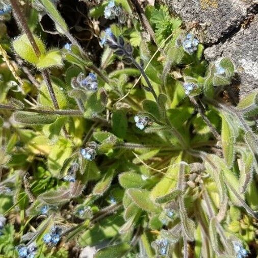 Myosotis Pusilla Care Guide: Water, Soil & Propagation - Plantiary