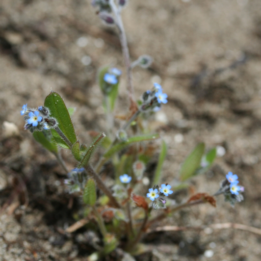 Early Forget-me-not (Myosotis Ramosissima) Plant Care & How to Grow, Water