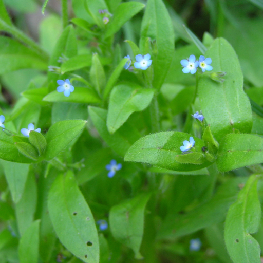 Diffuseflowered Forget-Me-Not (Myosotis Sparsiflora) Plant Care & How ...