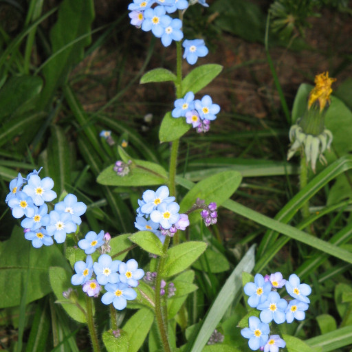 Garden Forget-Me-Not (Myosotis Sylvatica) Plant Care & How to Grow, Water