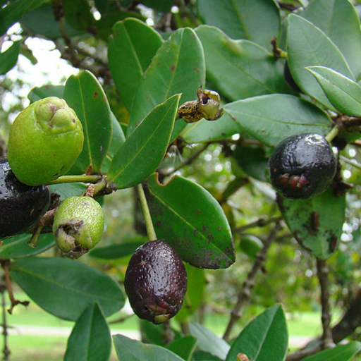 Myrcianthes Rhopaloides Plant Care & How to Grow, Water