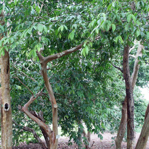 Myrciaria Vexator Plant Care & How to Grow, Water