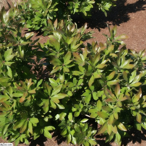 Southern Bayberry (Myrica Caroliniensis) Plant Care & How to Grow, Water