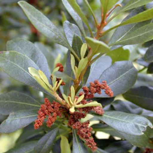 Firetree (Myrica Faya) Care Guide: Water, Soil & Propagation - Plantiary