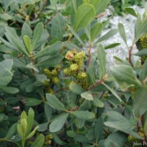 Bog Myrtle (Myrica Gale) Plant Care & How to Grow, Water