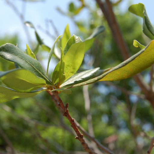 Northern Bayberry (Myrica Pensylvanica) Plant Care & How to Grow, Water