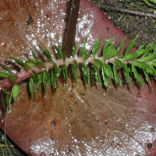 Twoleaf Watermilfoil (Myriophyllum Heterophyllum) Plant Care & How to ...