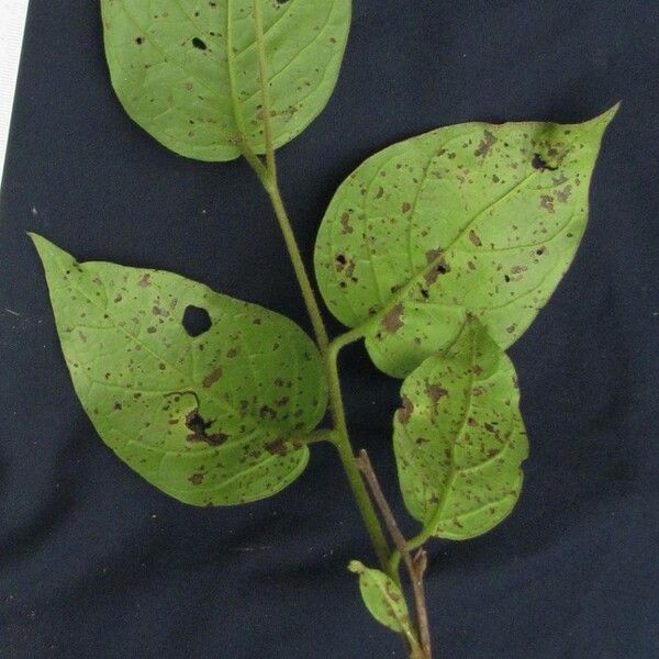 Twining Soldierbush (Myriopus Volubilis) Plant Care & How to Grow, Water