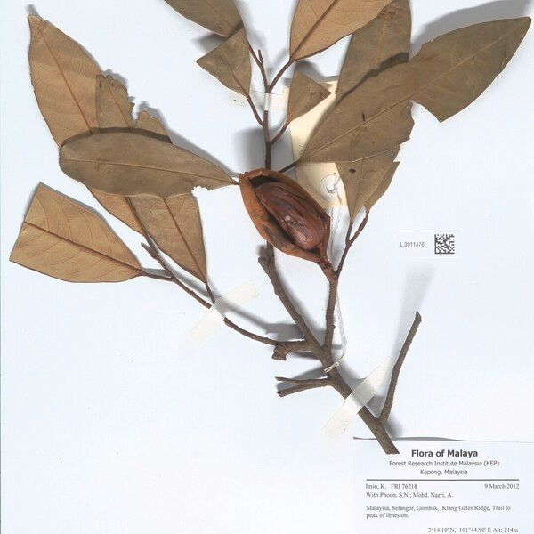 Myristica Cinnamomea Plant Care & How to Grow, Water