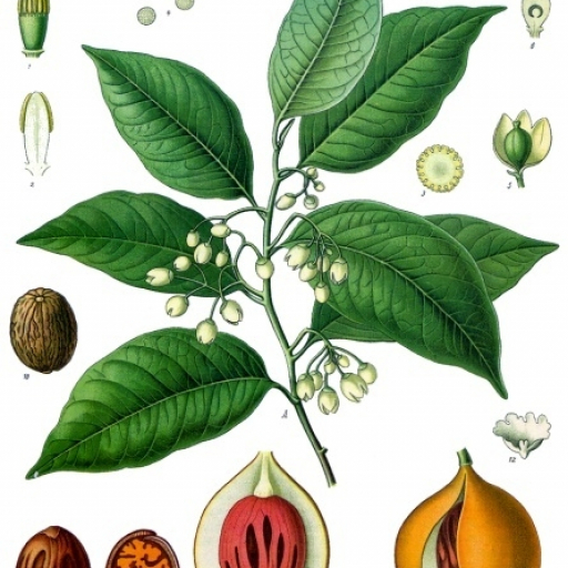 Mace (Myristica Fragrans) Plant Care & How to Grow, Water