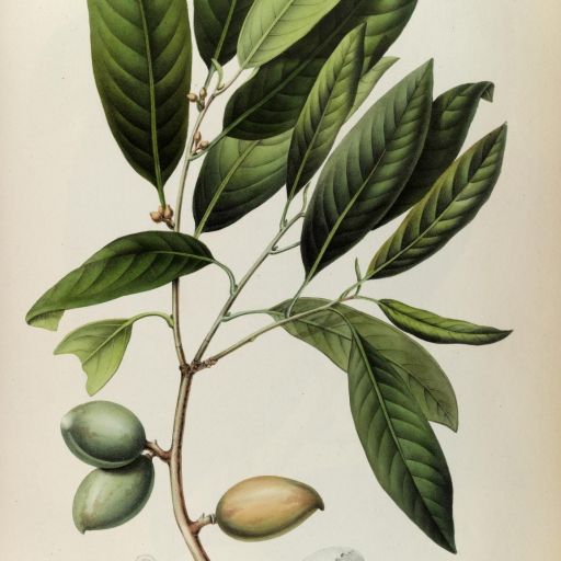 Myristica Iners Plant Care & How to Grow, Water