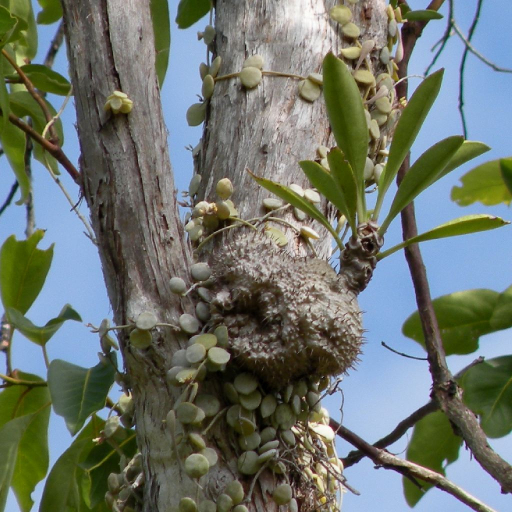 Ant-House (Myrmecodia Beccarii) Plant Care & How to Grow, Water