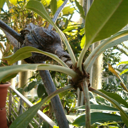 Ant (Myrmecodia Tuberosa) Plant Care & How to Grow, Water