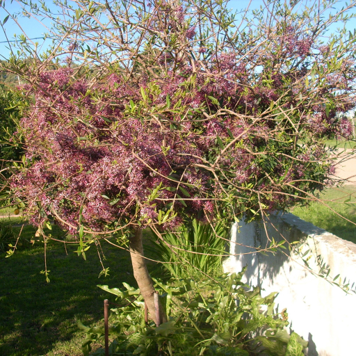 Myrrhinium Atropurpureum Plant Care & How to Grow, Water