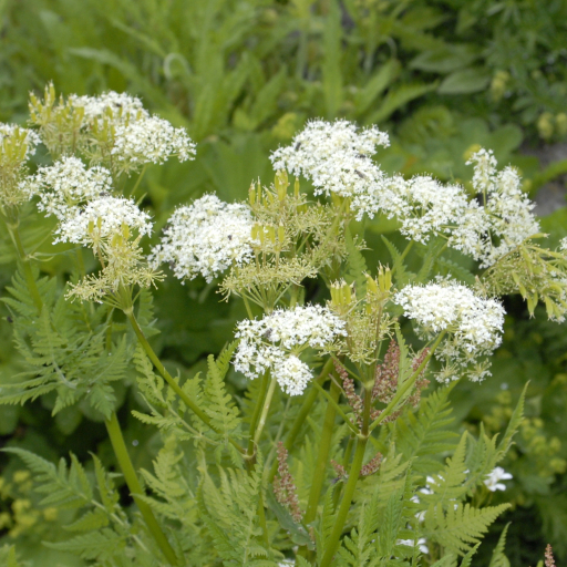 Sweet Cicely (Myrrhis Odorata) Plant Care & How to Grow, Water