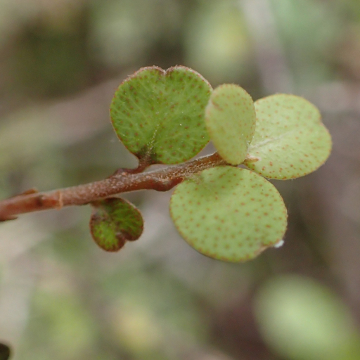 Weeping Māpou (Myrsine Divaricata) Plant Care & How to Grow, Water