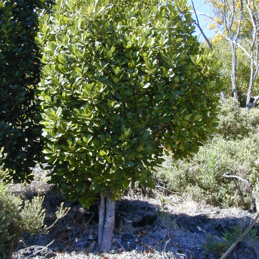 Kolea Lau Nui (Myrsine Lessertiana) Plant Care & How to Grow, Water