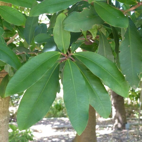 Cape Beech (Myrsine Melanophloeos) Plant Care & How to Grow, Water