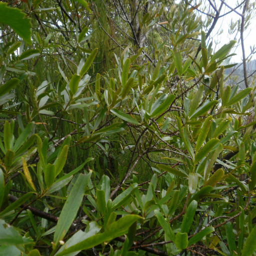 Toro (Myrsine Salicina) Plant Care & How to Grow, Water