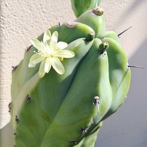 Candelabra Cactus (Myrtillocactus Cochal) Plant Care & How to Grow, Water