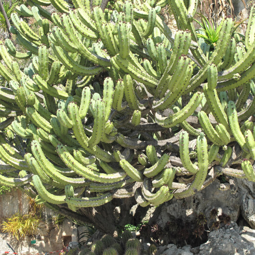 Bilberry Cactus (Myrtillocactus Geometrizans) Plant Care & How to Grow ...