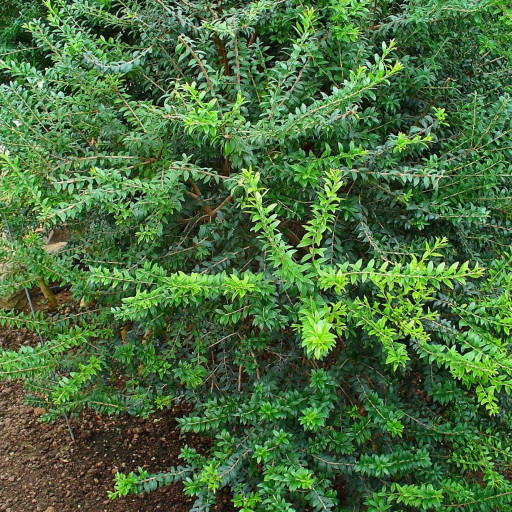 Mile-a-minute (Mikania Micrantha) Plant Care & How to Grow, Water