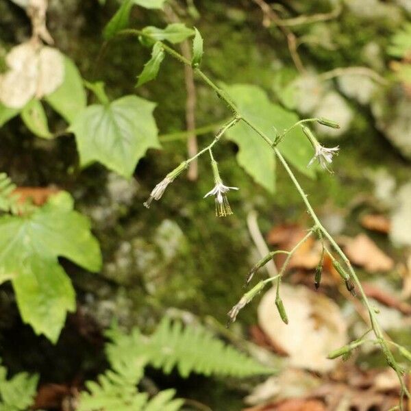 Maple-Leaf Rattlesnake Root (Nabalus Acerifolius) Care Guide: Water ...