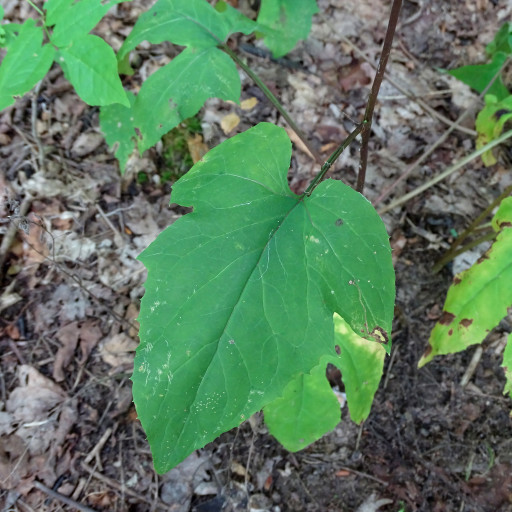 Tall Rattlesnake Root (Nabalus Altissimus) Plant Care & How to Grow, Water